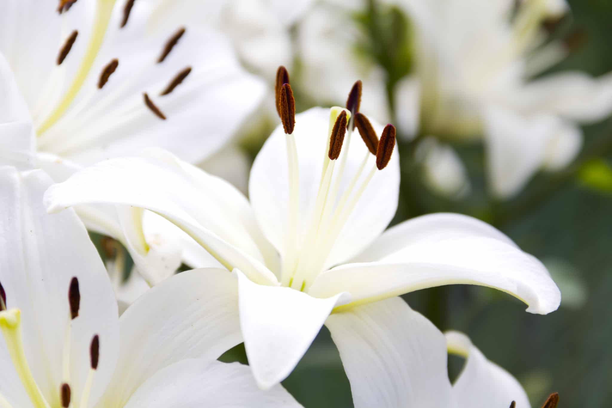 A Guide to Choosing the Perfect Sympathy Flowers for a Celebration of ...